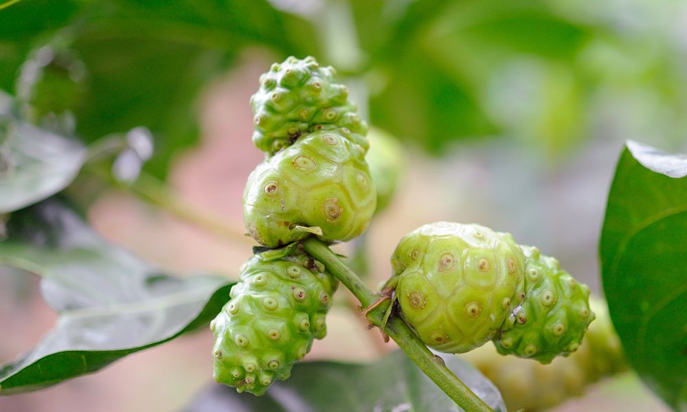 Noni el alimento antiinflamatorio que le llaman "fruto dorado" - Mex News